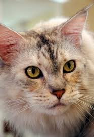 Soulclan and Galaxyclan: S Med. Cat Den