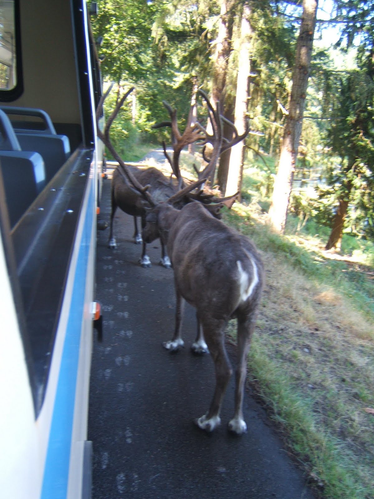 Matthew's Washington Trip: Northwest Trek Wildlife Park,Eatonville, WA