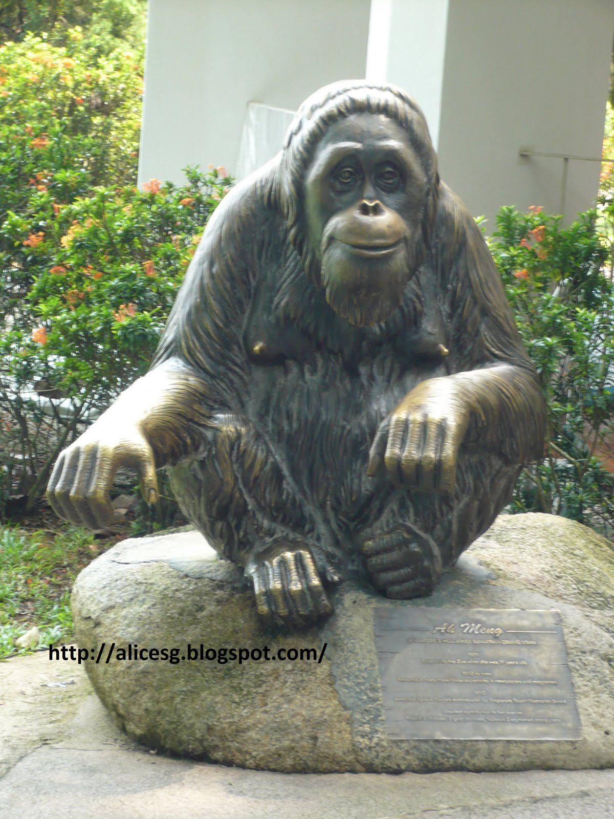Alicesg-Singaporemyhome: Singapore Zoo - Orang Utan