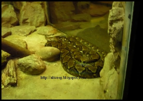 Alicesg-Singaporemyhome: Singapore Zoo - Snakes