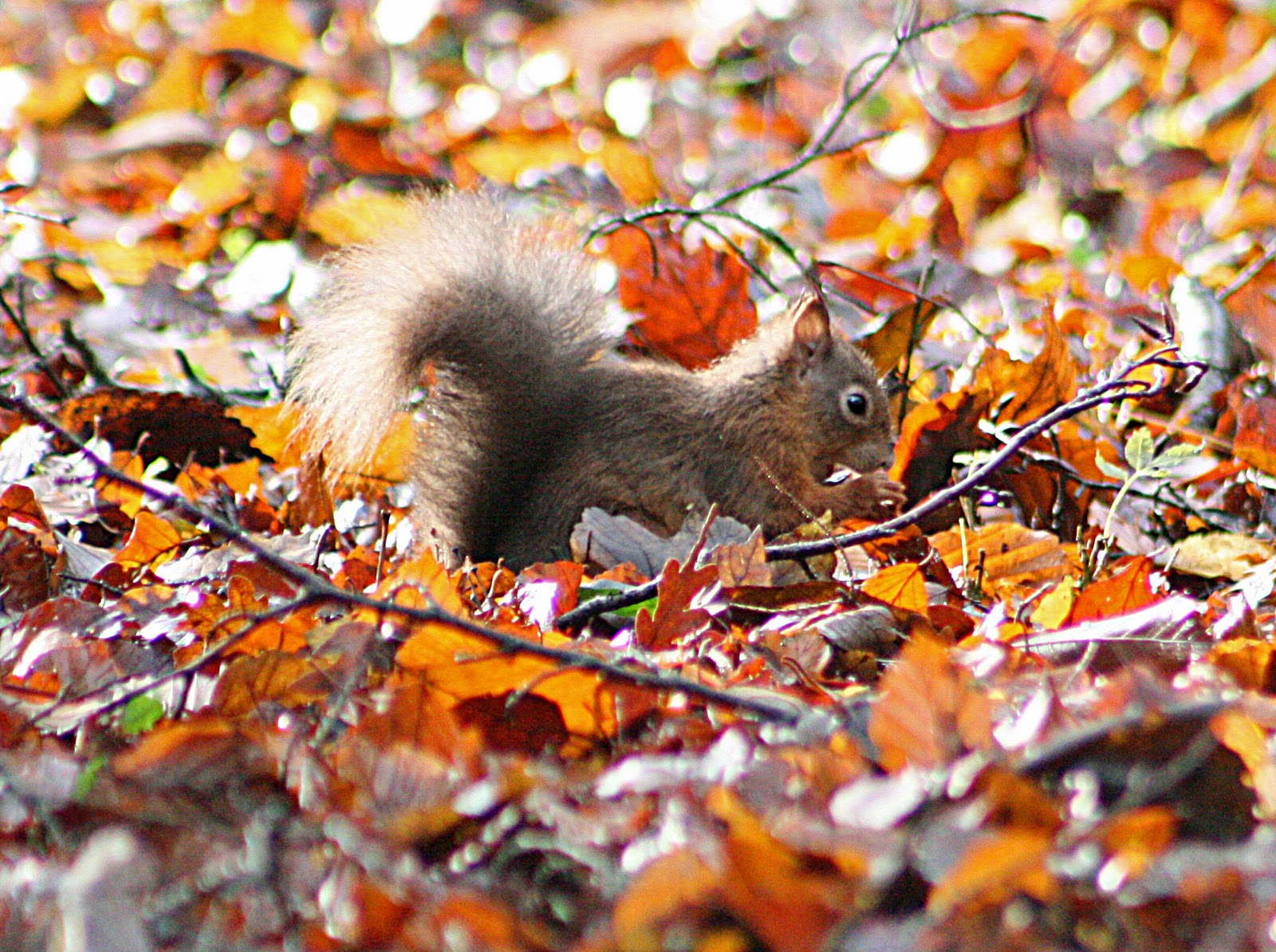 A life at the shoreline. .. by Jeff Copner : Squirrels in the leaves