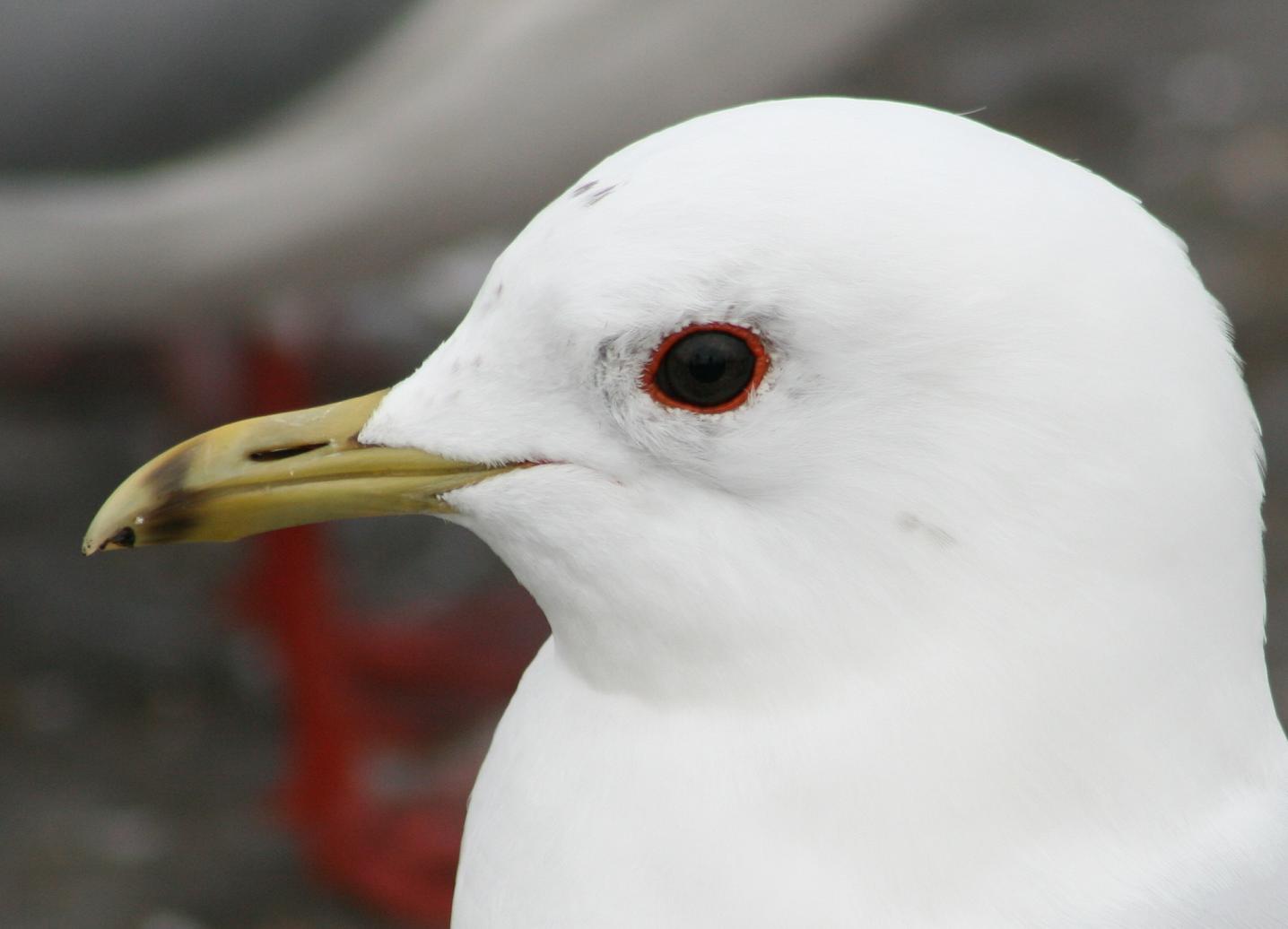 A life at the shoreline. .. by Jeff Copner : Common Gull at Nimmos
