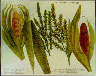 ΒΟΤΑΝΑ ΚΑΙ ΥΓΕΙΑ: Αυγούστου 2010