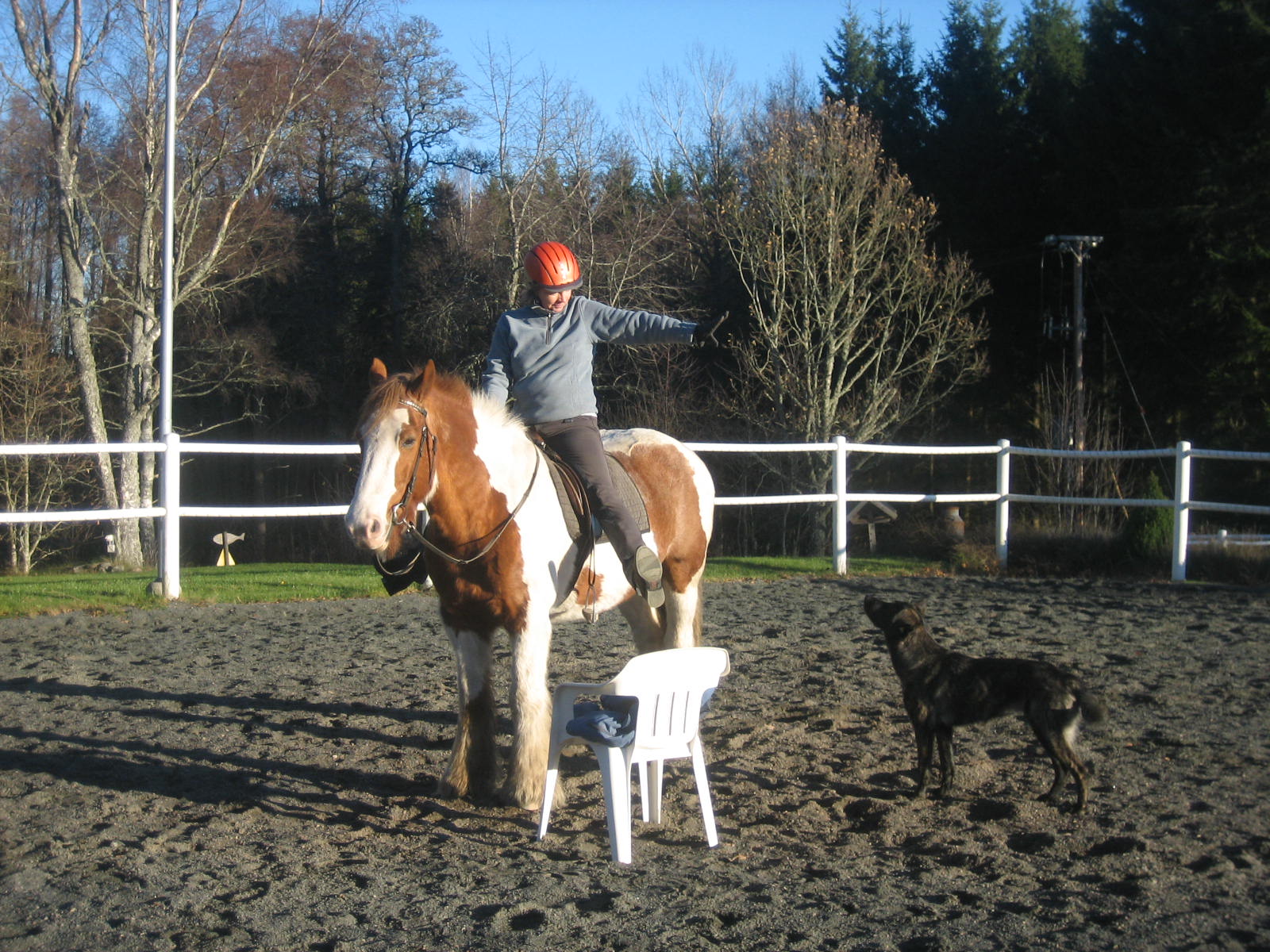 Alles-Heller in Schweden: Unser inzwischen gemeinsames Hobby Reiten