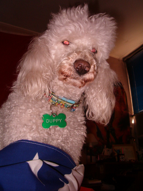 El Gran Perro Poodle: DESCRIPCION DE POODLE