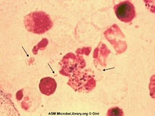 Bienvenidos a mi Blog