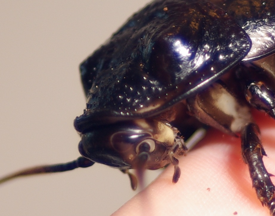 Bug Explorers: Bug-eyed