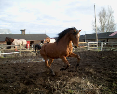 The best of ilovemorgans: Figure became known as the Justin Morgan horse.