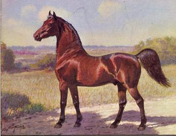 The best of ilovemorgans: Figure became known as the Justin Morgan horse.