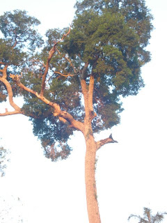 ÁRVORES BRASILEIRAS: PEROBA (Aspidosperma polyneuron)