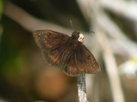 Miami Blue Chapter: Florida Duskywing by Linda Evans