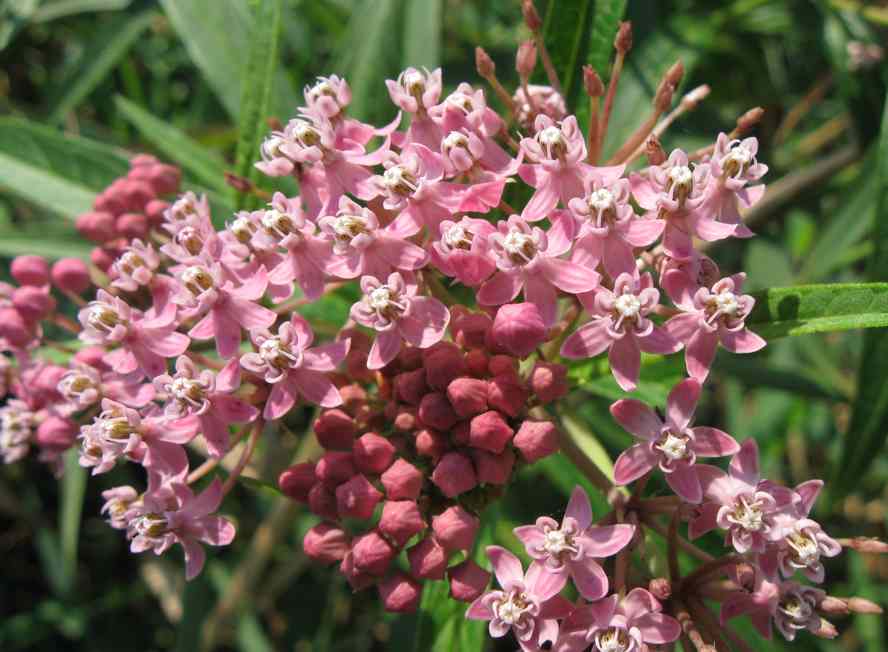 Rensselaer Adventures: Swamp milkweed