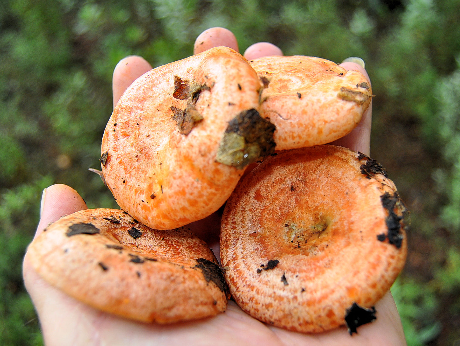 Naturaleza: NISCALO O LACTARIUS DELICIOSUS
