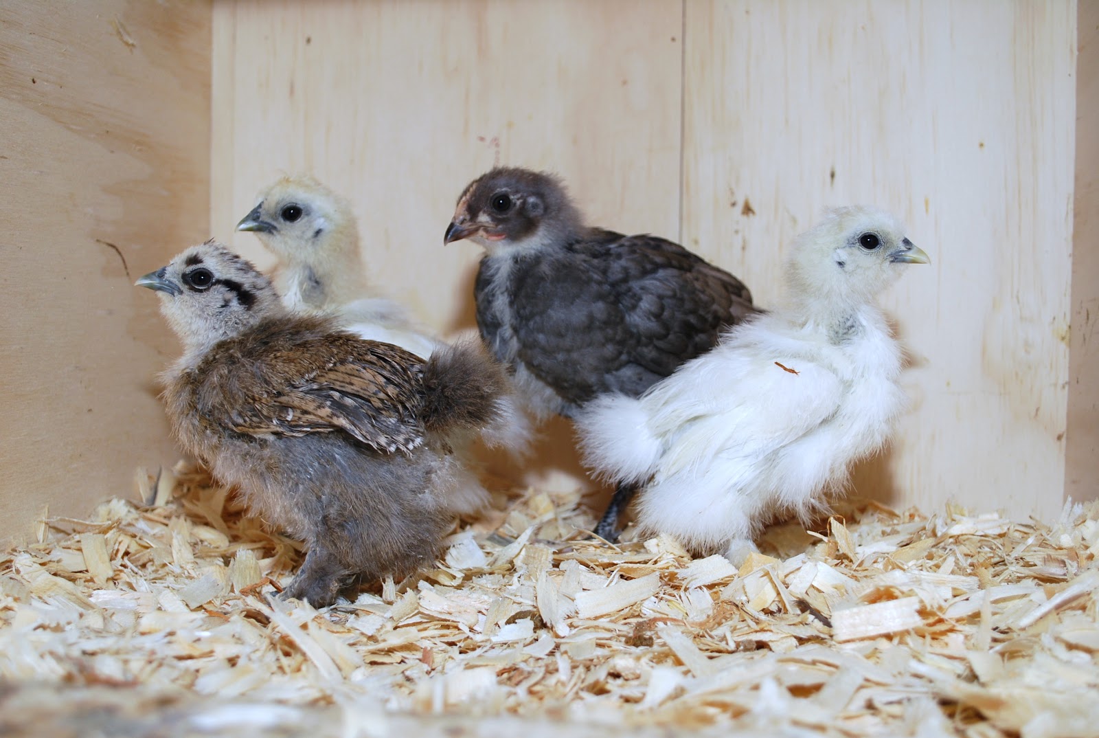 Babies! What do I do with the babies? - Murano Chicken Farm