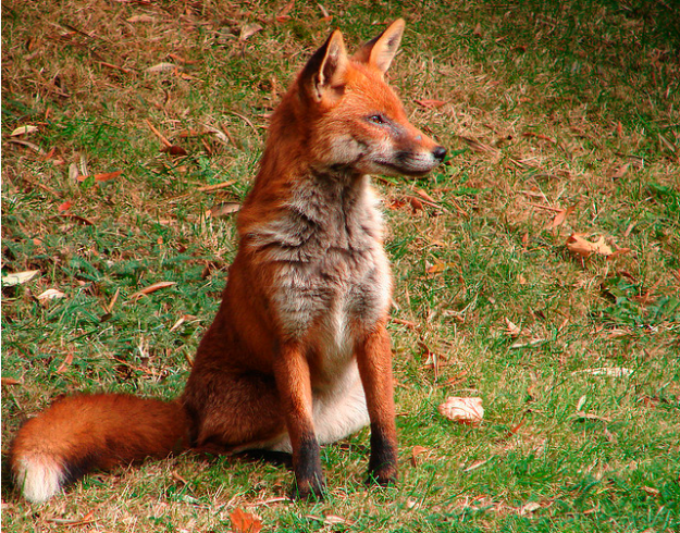 Fable Fairy: August 2010