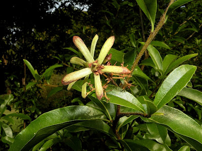 Uruguay's wildlife & Natural sanctuaries - Santuarios naturales & flora ...