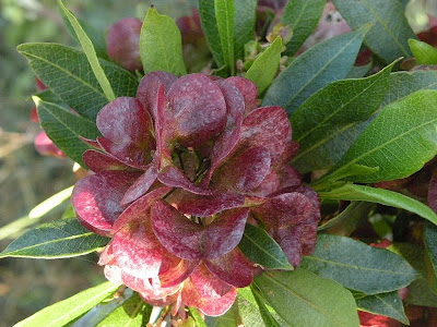 Uruguay's wildlife & Natural sanctuaries - Santuarios naturales & flora ...