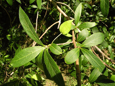 Uruguay's wildlife & Natural sanctuaries - Santuarios naturales & flora ...