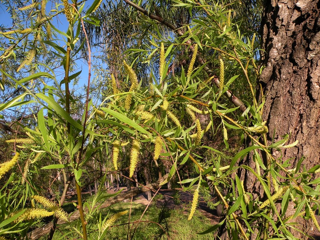 Uruguay's wildlife & Natural sanctuaries - Santuarios naturales & flora ...