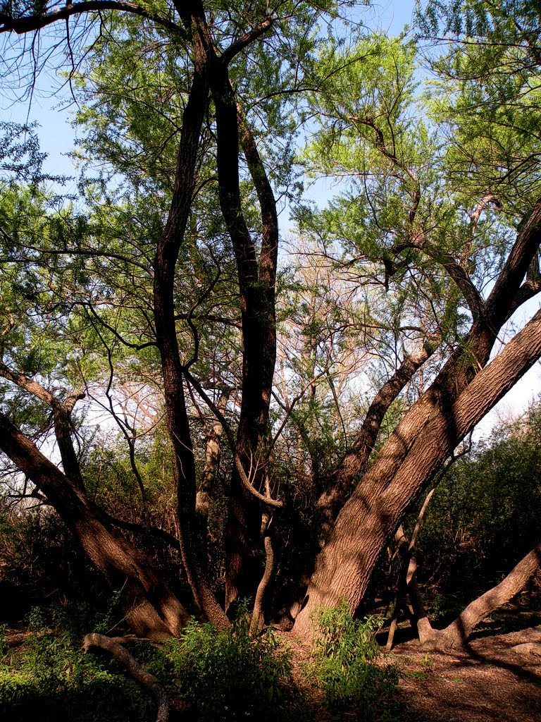 Uruguay's wildlife & Natural sanctuaries - Santuarios naturales & flora ...