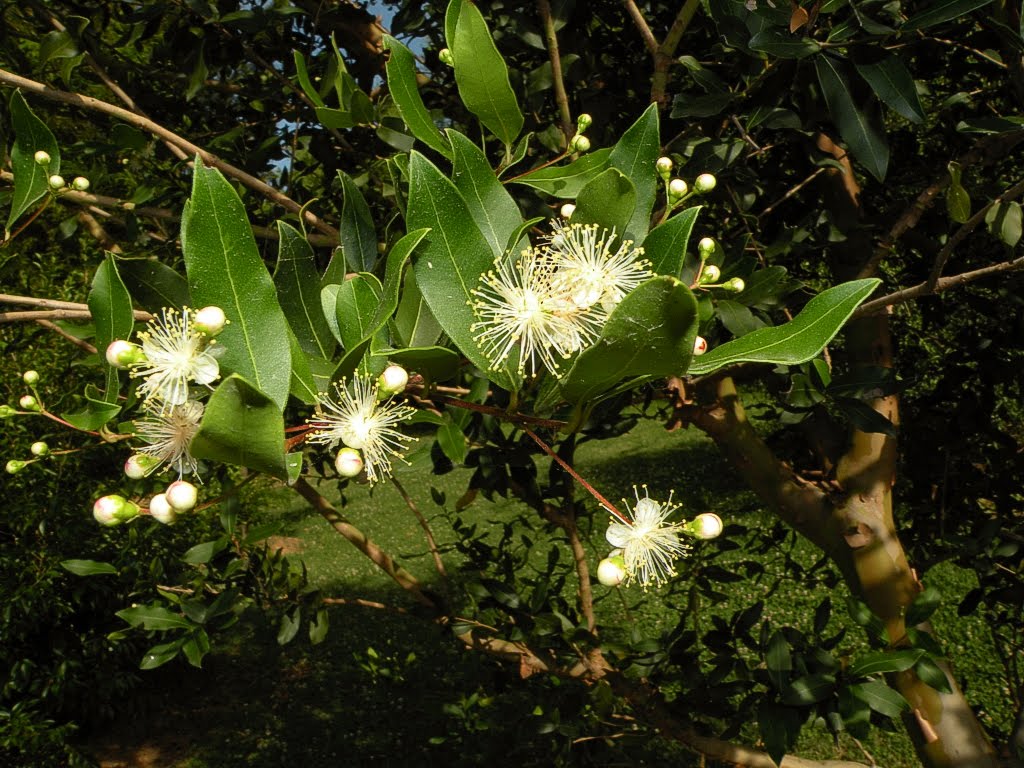 Uruguay's wildlife & Natural sanctuaries - Santuarios naturales & flora ...