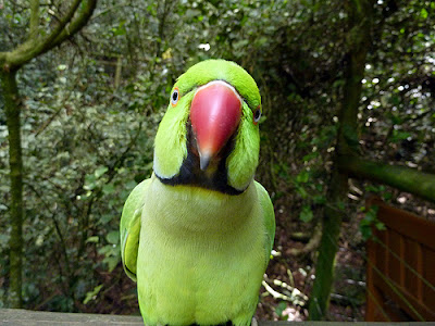 Green Ringneck Parrots are the Happiest Birds in the World | Our Pets ...