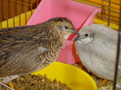 How to Raise Quail | Our Pets, We Love 'Em