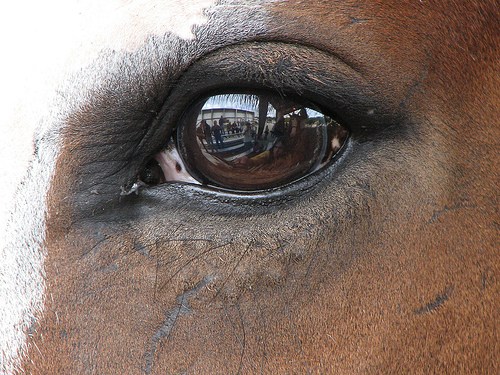 Horse Vision - How Do Horses View The World? | Our Pets, We Love 'Em