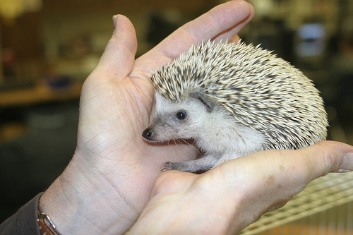 African Pygmy Hedgehogs | Our Pets, We Love 'Em