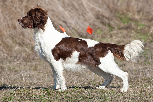 Springer Spaniel - The Best Choice For a Pet? | Our Pets, We Love 'Em
