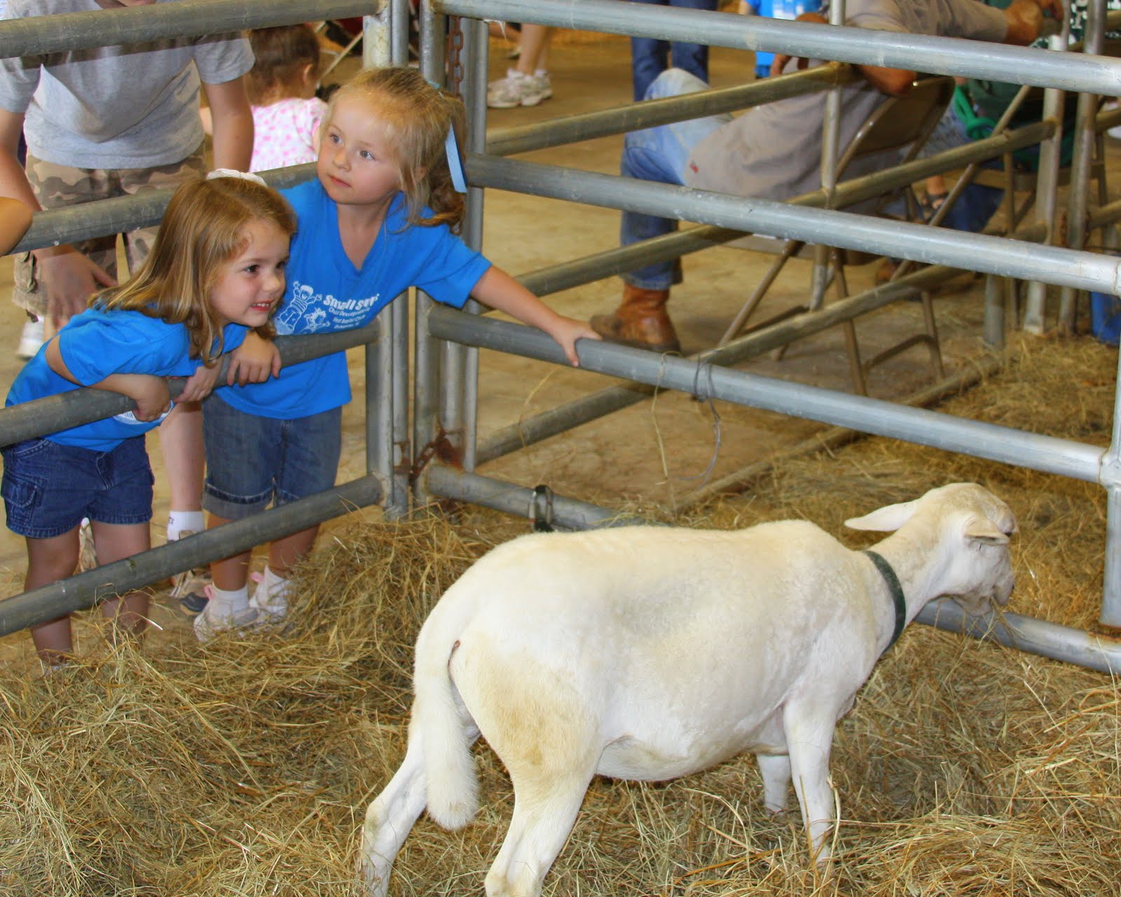 The Duncan Family: petting zoo field trip