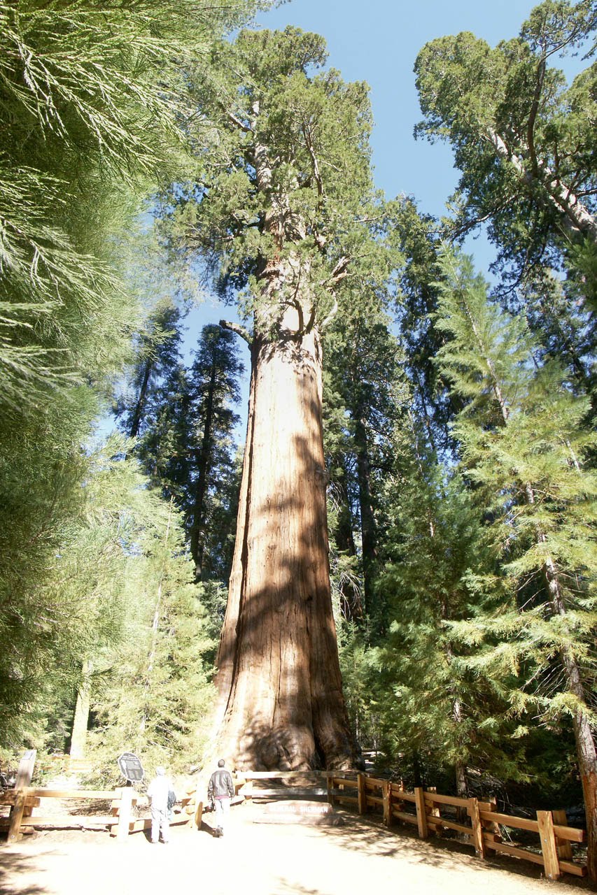 ELECTROGERMEN: GENERAL SHERMAN (2500 AÑOS)