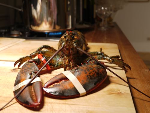 Jane's Sonntagsbraten: Hummer Rezept, Provencalische Art