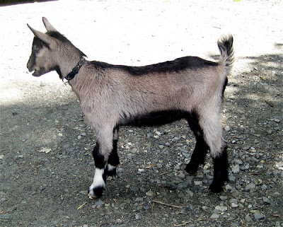 Mountain Star Farm: Registered French Alpine Buckling • SOLD