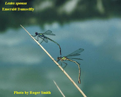 INSECTOS EN COLOMBIA: ¿QUE SON LOS INSECTOS?
