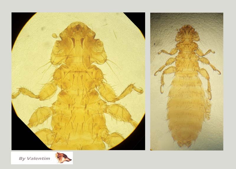 Menacanthus Stramineus