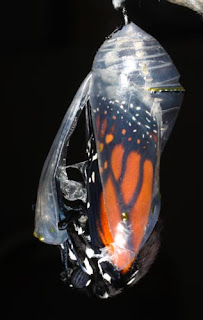 All of Nature: Monarch Chrysalis