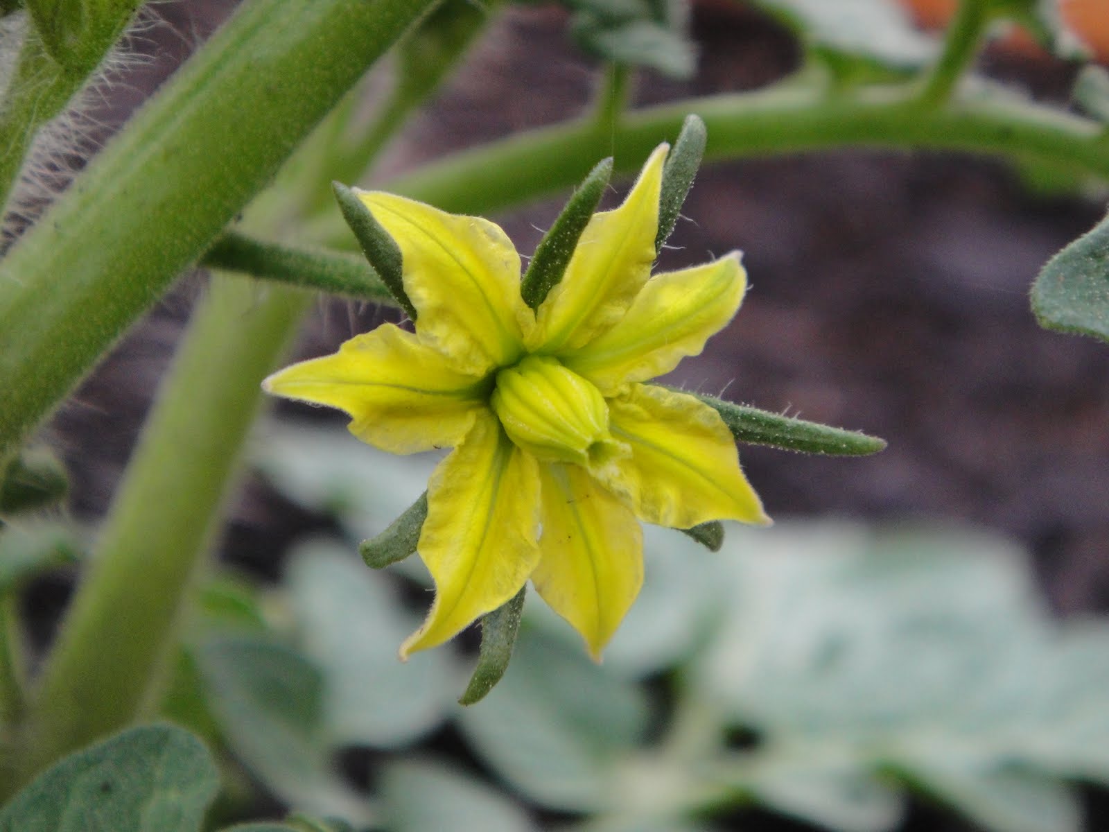 good fruit, good soil: Day 22 - Blossom Drop???