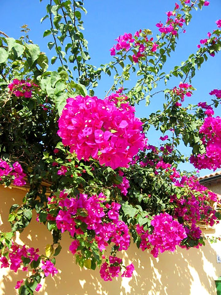 CEHEGINPACO: EL ORIGEN DE LA BUGANVILLA.