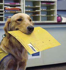 DAT DOG BLOG: a dog delivering the mail!