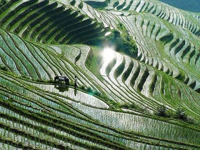 The Heavenly Empire: Rice Culture of China