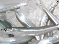 California Fishing: California Grunion