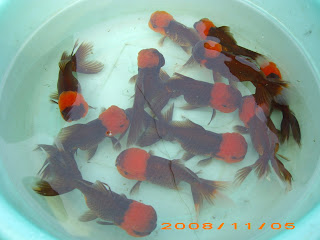Goldfish of China: chocolate Oranda with red head