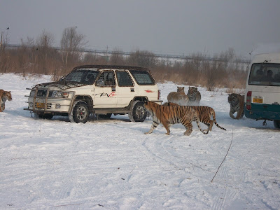 MAGGIE IN DALIAN: HARBIN Part 3: Ligers, and Tigers, and Jaguars (Ai-ya!)
