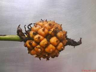 Budin BS: Buah Bunga Kantan