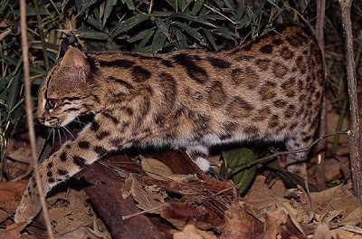 gatos y felinos: Tigrillo