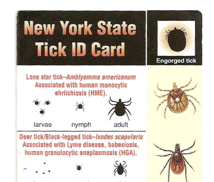 Don't Bug Me: Tick I.D. Card