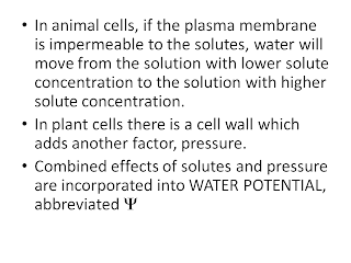 Sutton's AP Biology: Water Potential!