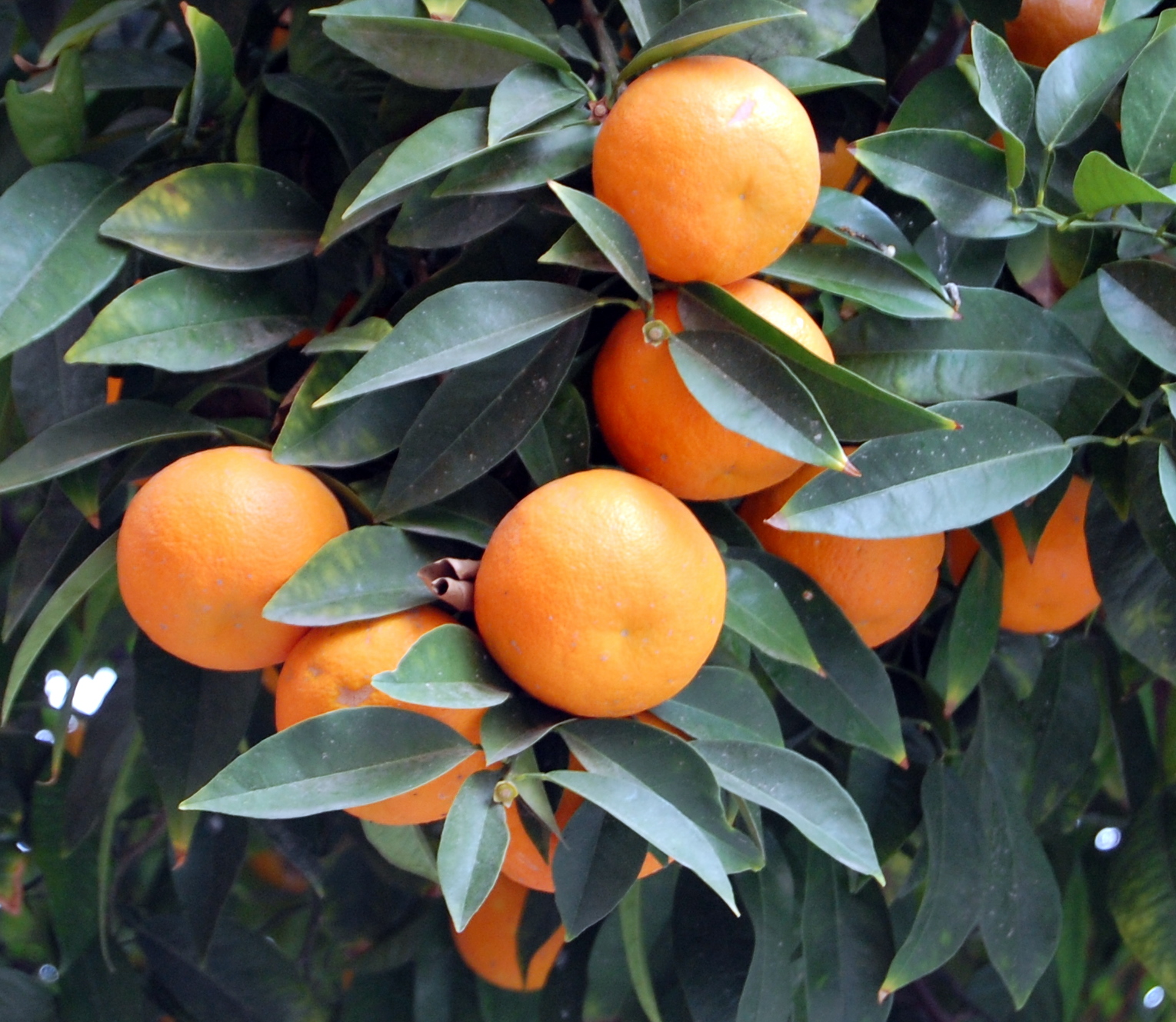 Tri@na en la Red: TRAS LAS RAÍCES DE TRIANA: LOS NARANJOS AMARGOS