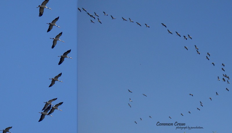 Bird Of Nashik : Nandur Madhmeshwar Bird Sanctuary.